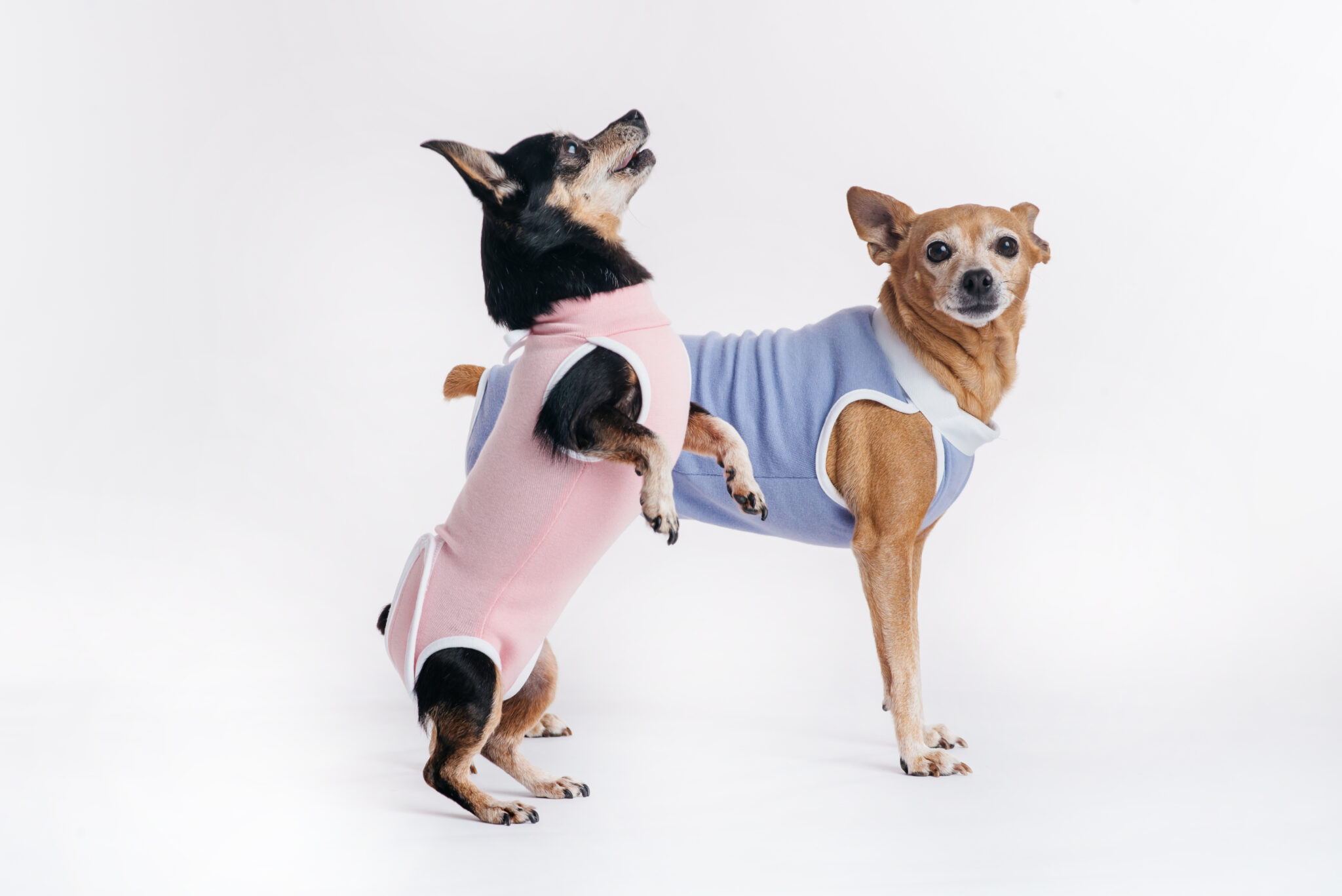 Post-Operative Care For Your Pet After Spay or Neutering